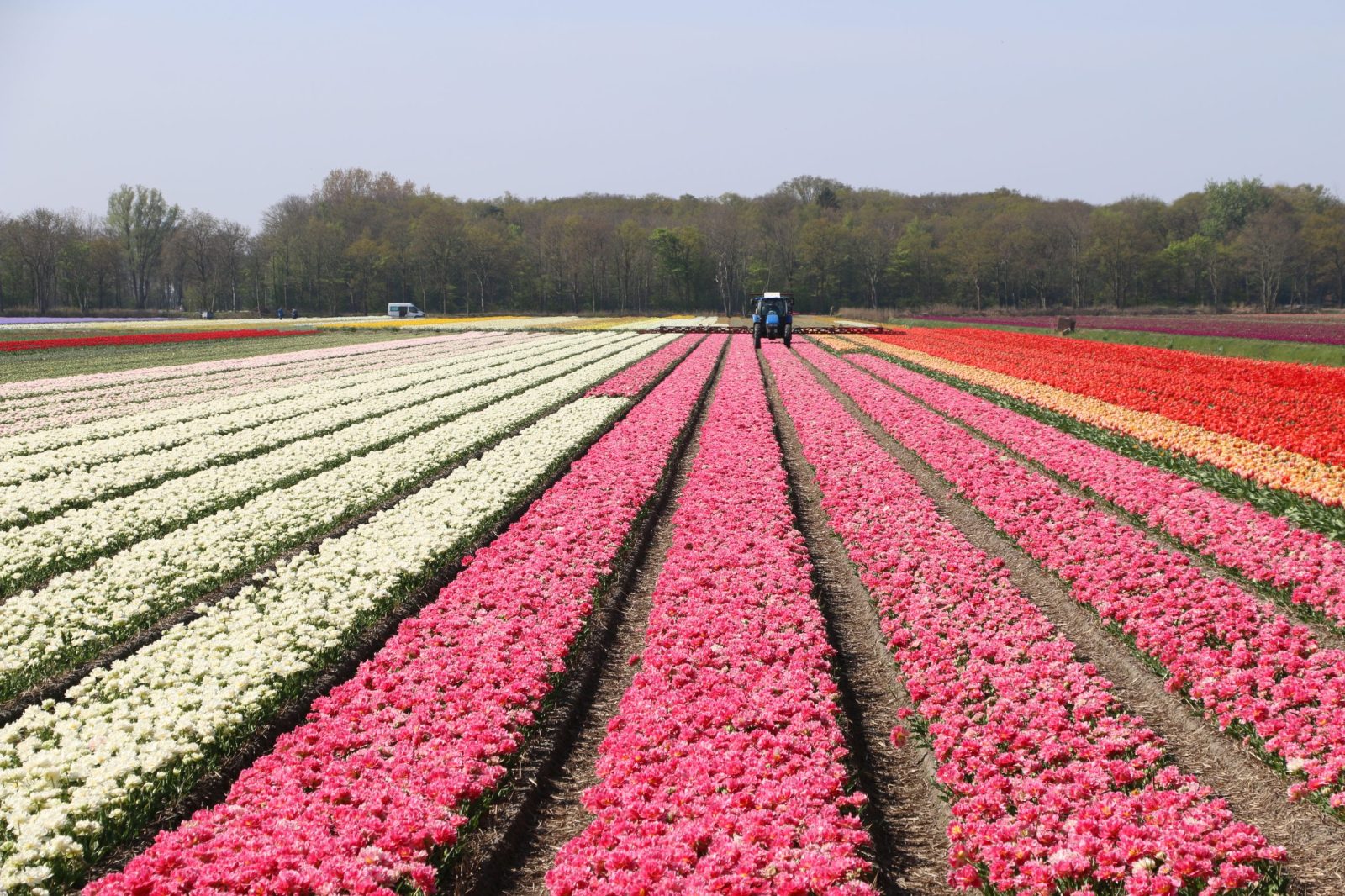 Bloeiverwachting voor de Nederlandse tulpenvelden in 2022 - Tulip ...
