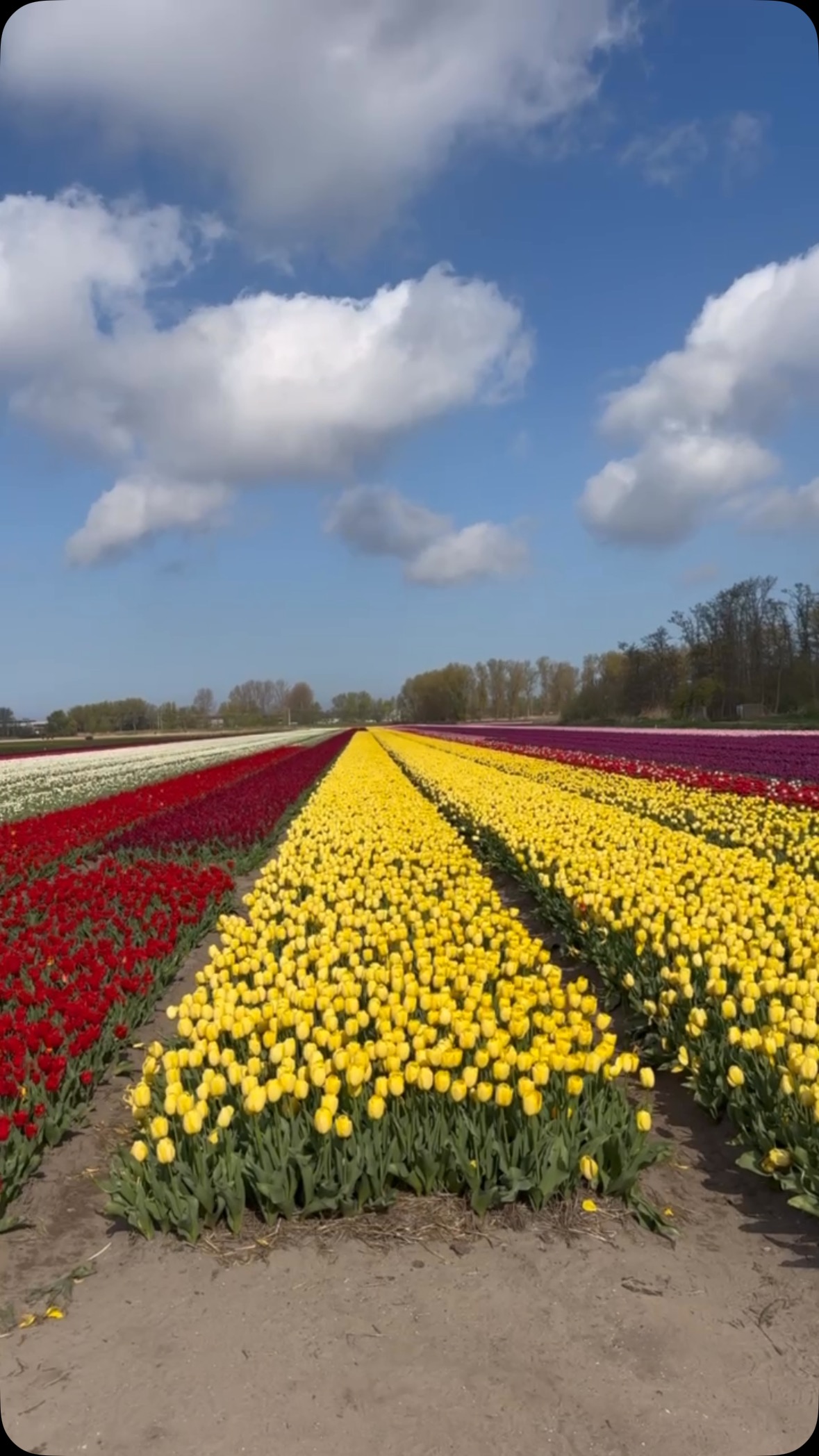 Waar en wanneer bloeien de Nederlandse tulpen? Ontdek het in onze ...